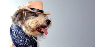 1 costume 13 dogs, part xiv